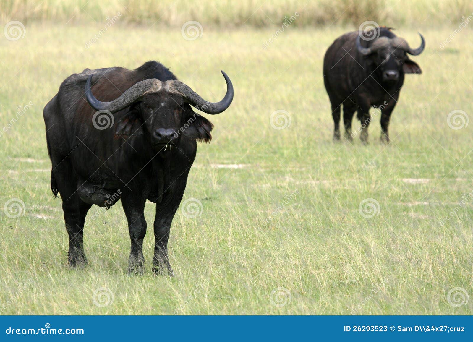 Buffalo, Uganda, Africa stock image. Image of protected - 26293523