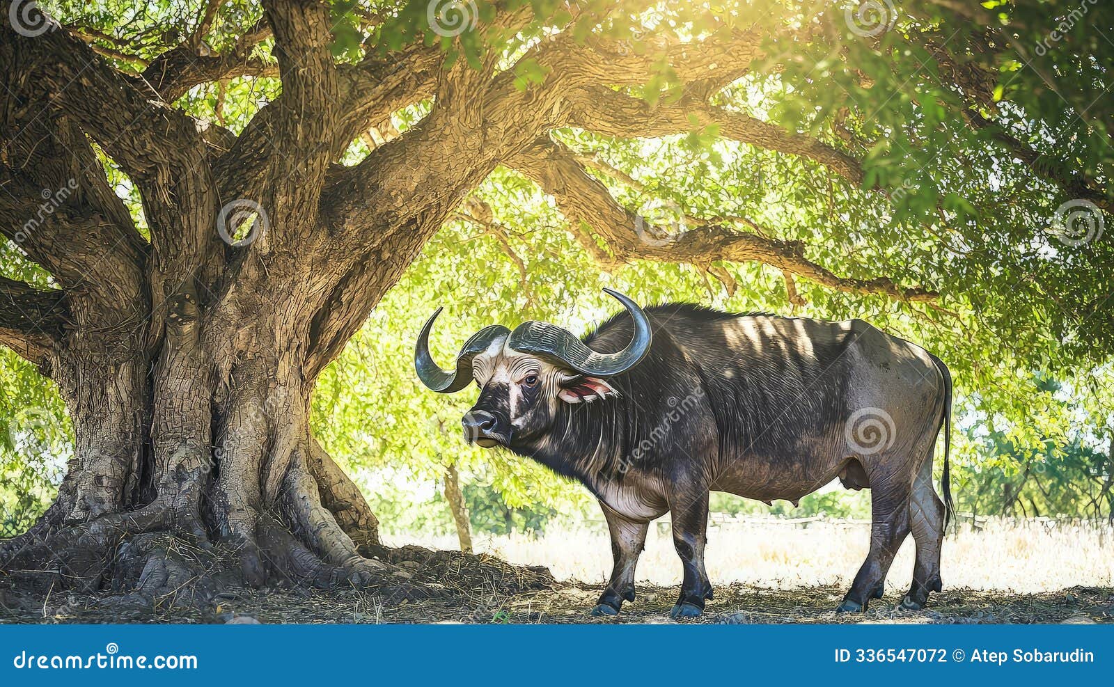 Buffalo Under a Tree stock photo. Image of horns, green - 336547072