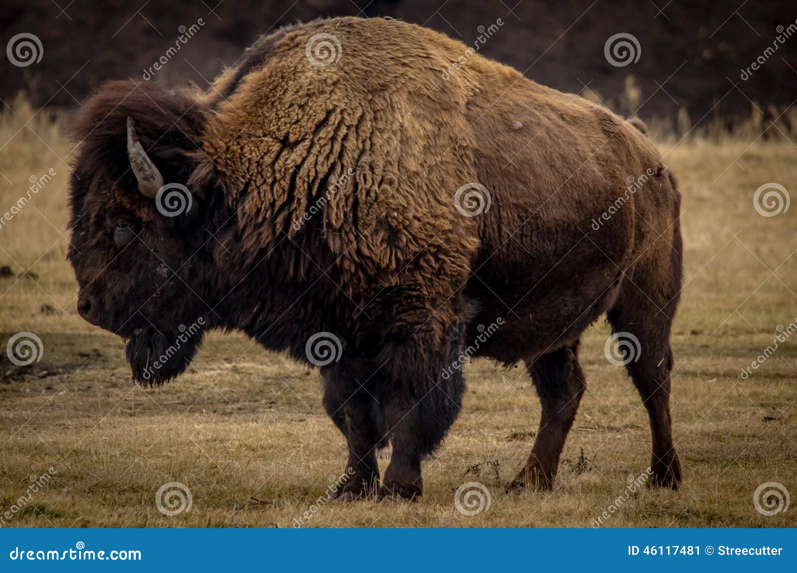 Buffalo stock image. Image of bracing, cold, alberta - 46117481
