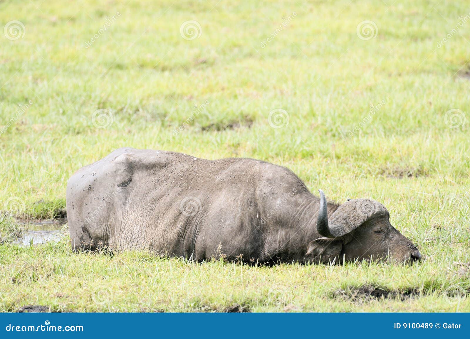 Buffalo wading in swamp stock image. Image of walk, graze - 9100489