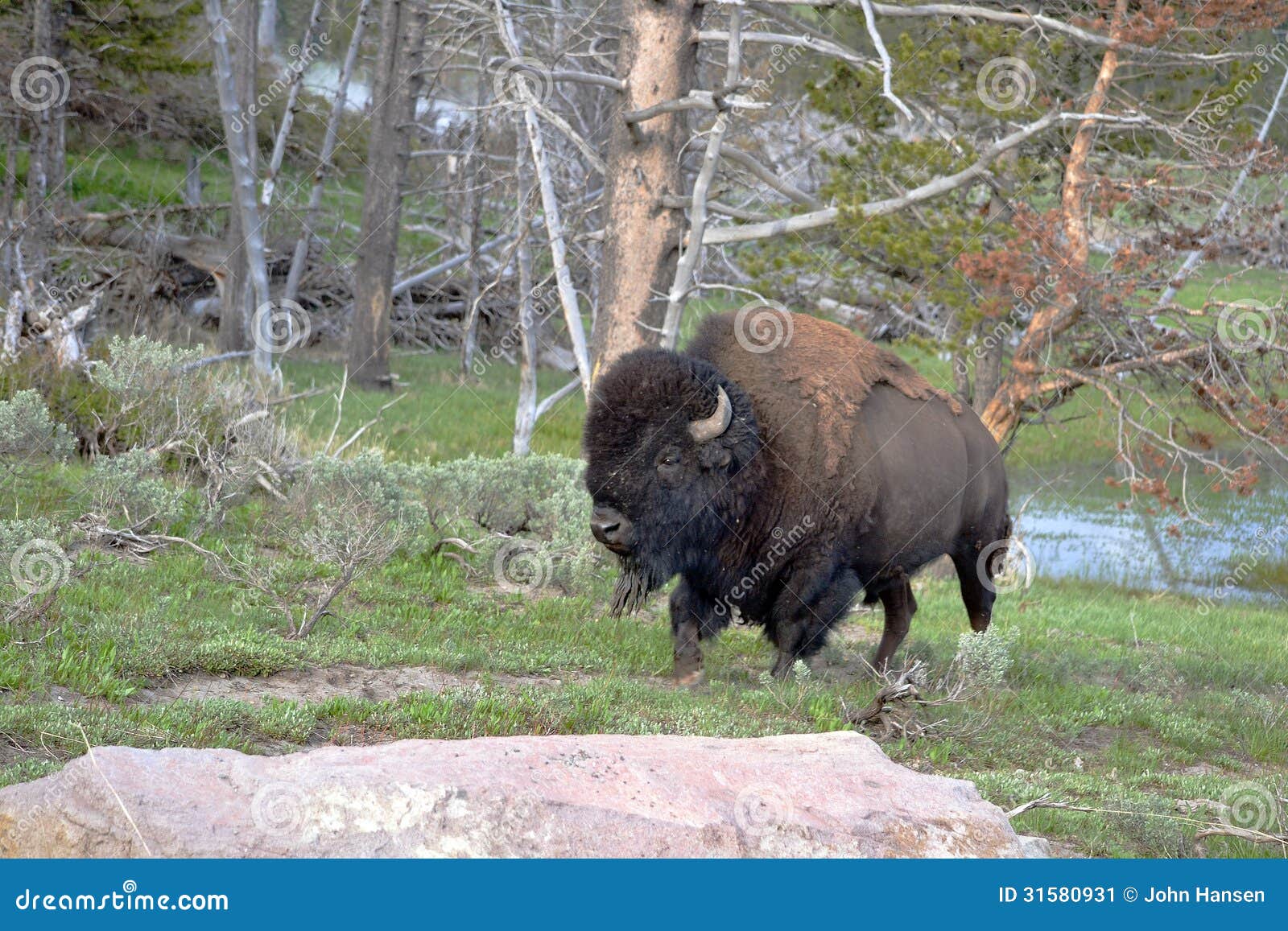 Buffalo walking stock image. Image of wildlife, outdoors - 31580931