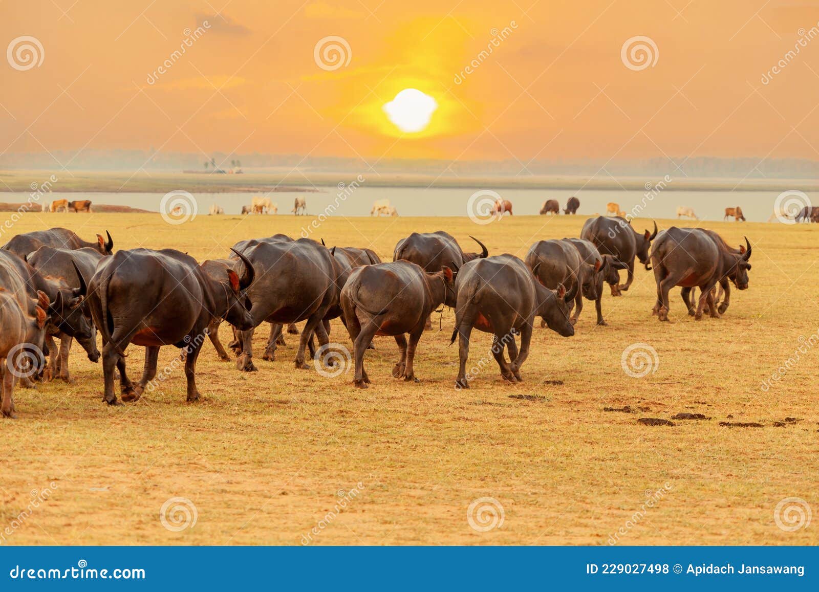Buffalo Buffalo Walking on the Grassland in the Evening Stock Photo ...