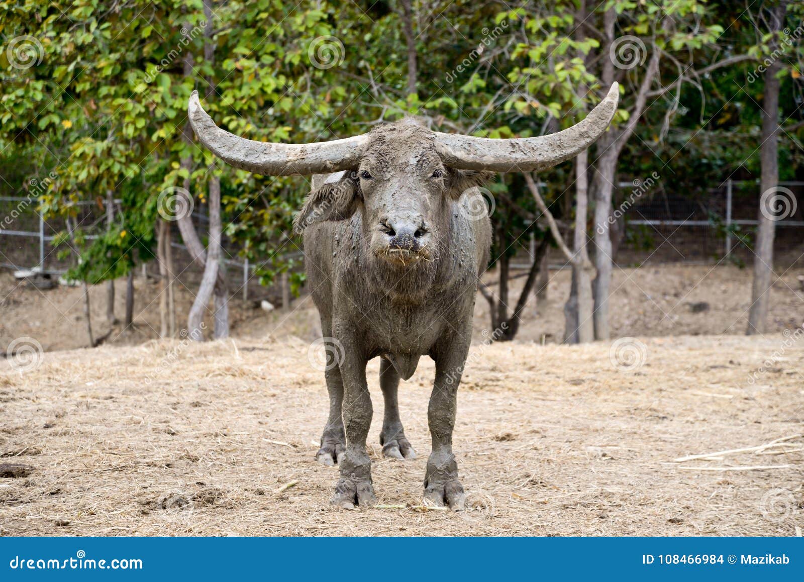 Buffallo stock photo. Image of black, beast, large, asian - 108466984