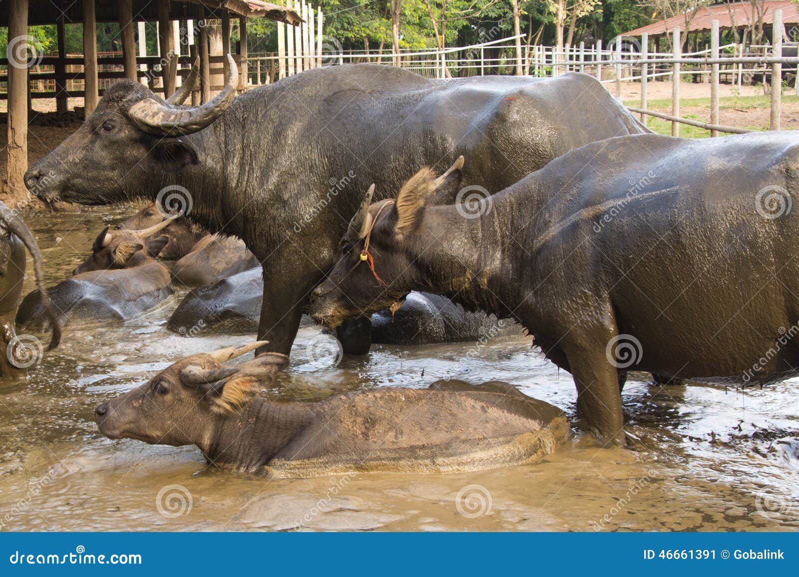 Buffalo stock image. Image of guilin, farm, mammal, buffalo - 46661391