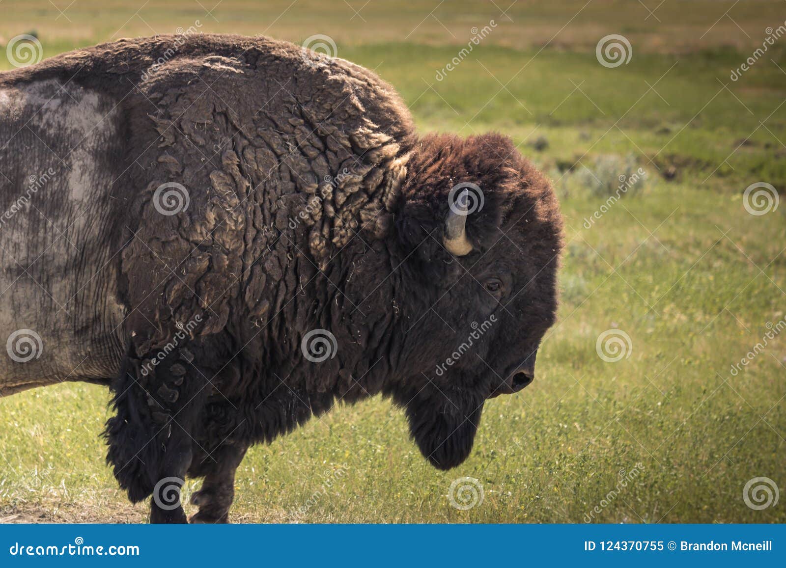 Buffalo Walking through Grass Stock Image - Image of bison, field ...