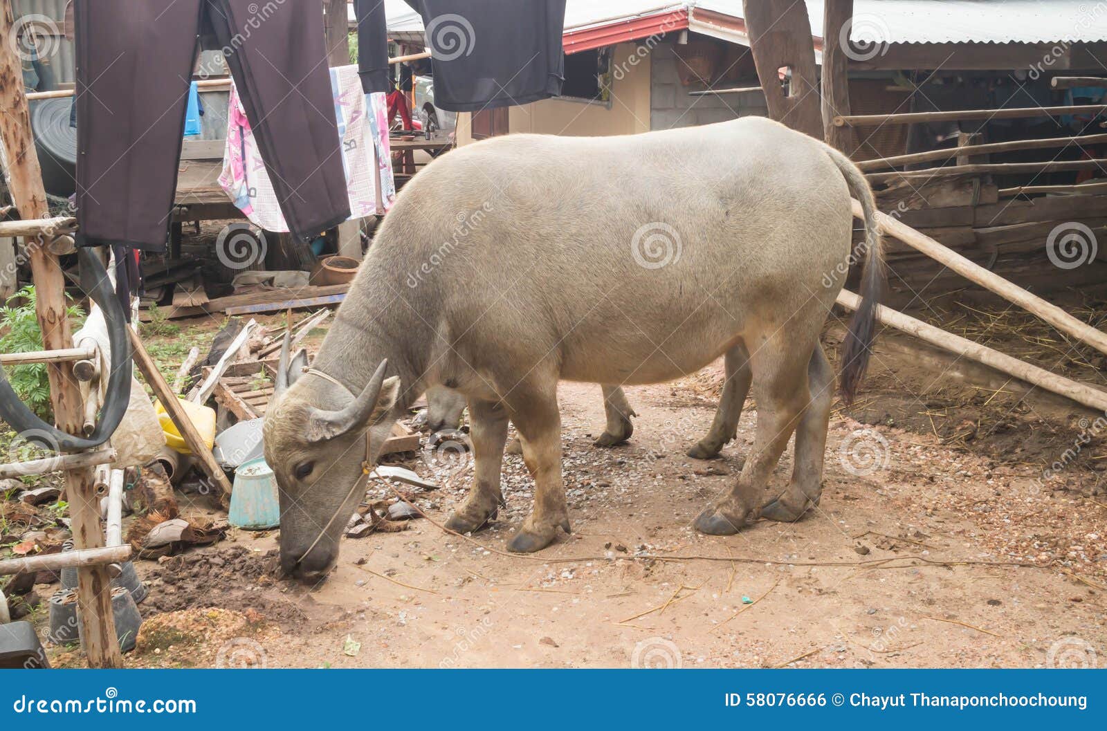 Buffalo stock photo. Image of nose, body, culture, muscle - 58076666