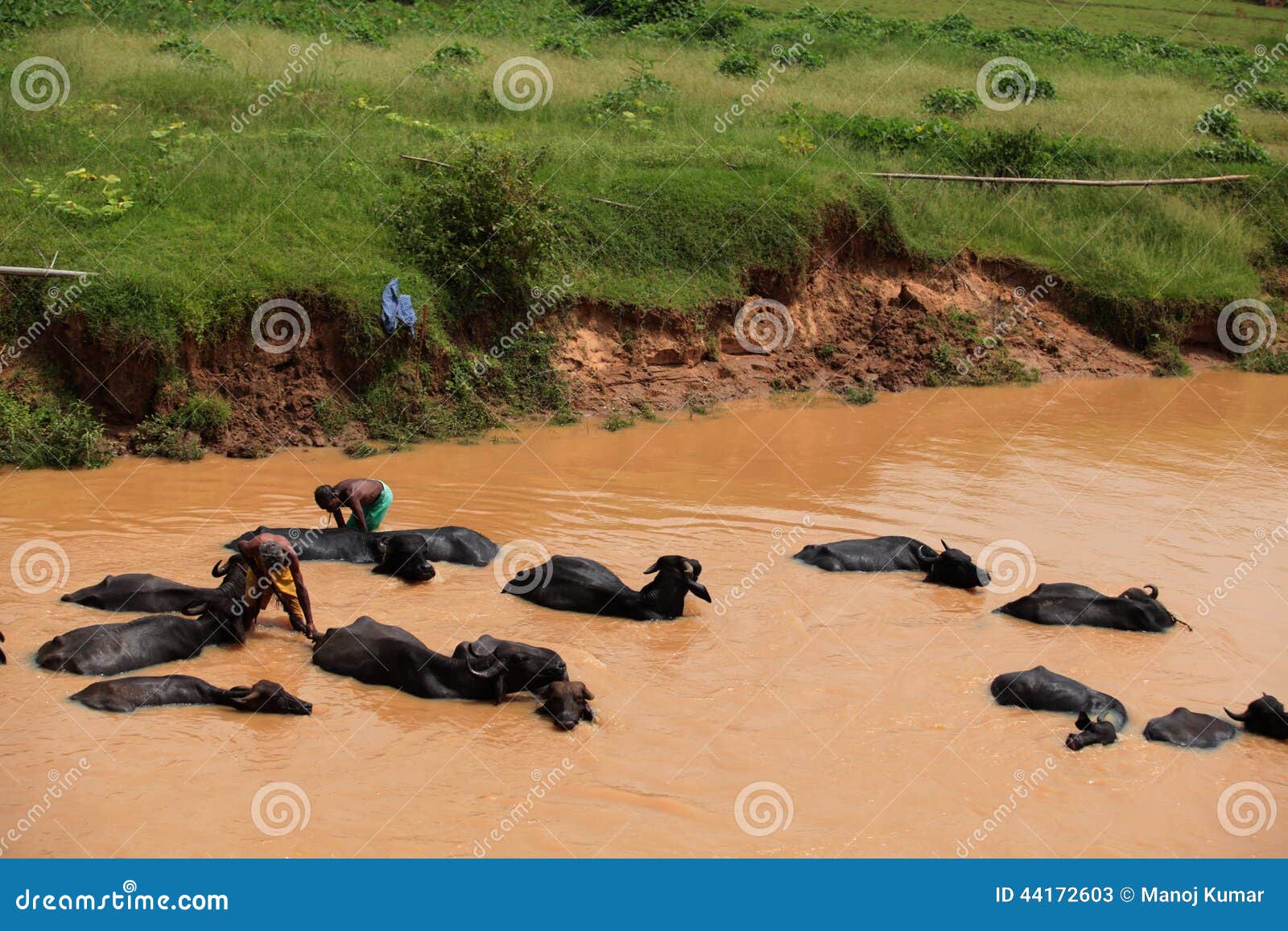 Buffalo washing editorial stock photo. Image of strolling - 44172603