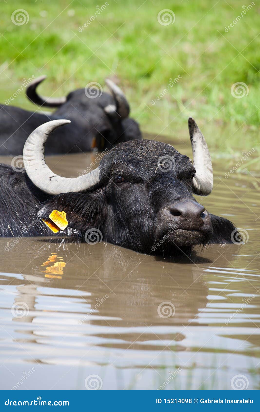 Buffalo in the water stock photo. Image of season, pond - 15214098
