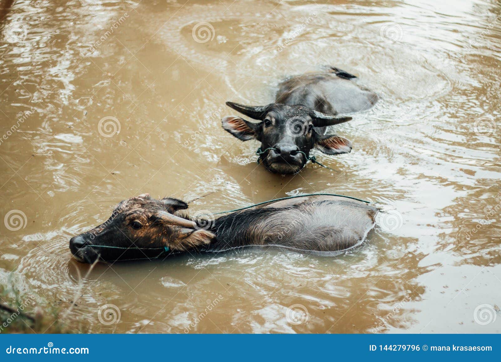 Buffalo in water stock photo. Image of water, buffalo - 144279796