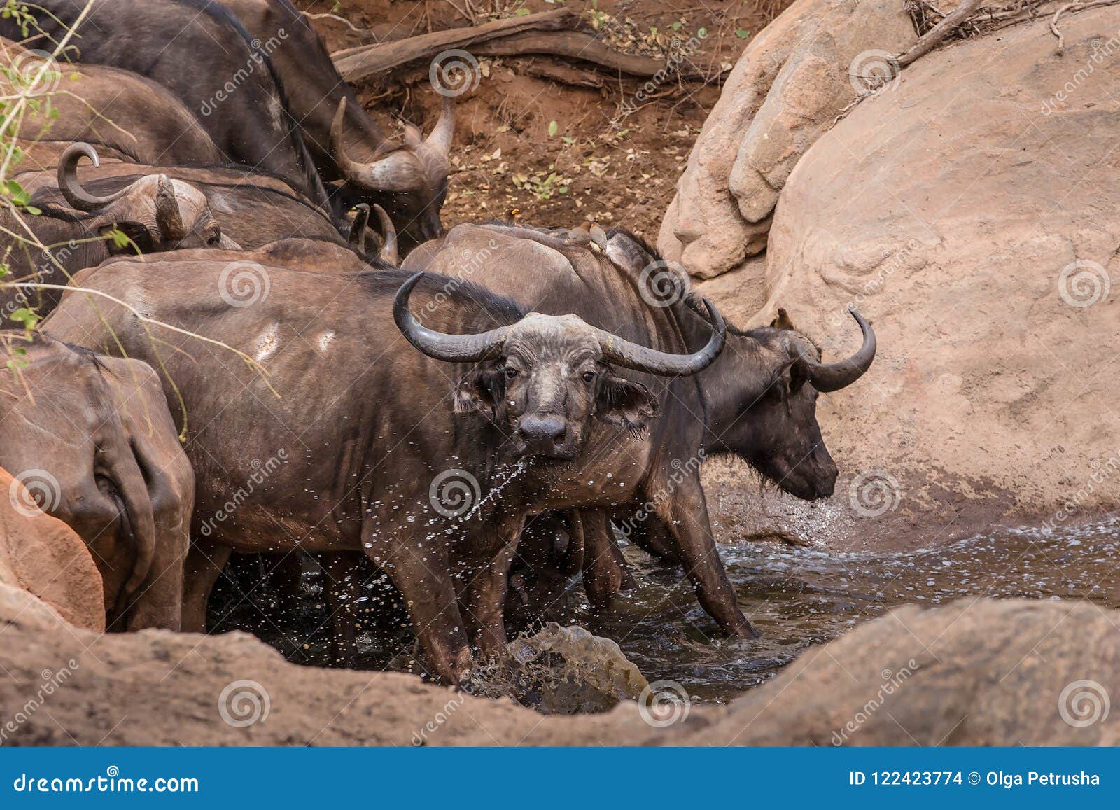 Buffalo at the Watering Place Stock Photo - Image of horned, herd ...