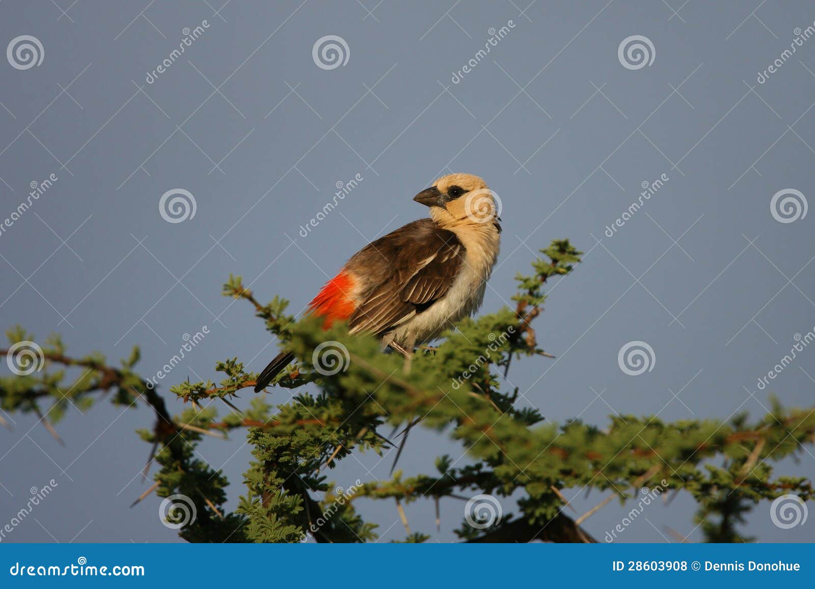 Buffalo Weaver Bird stock photo. Image of velatus, sambura - 28603908