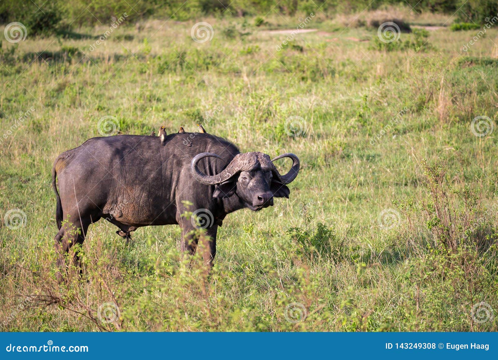 A Buffalo with a White Bird on Its Back is Standing in a Meadow Stock ...
