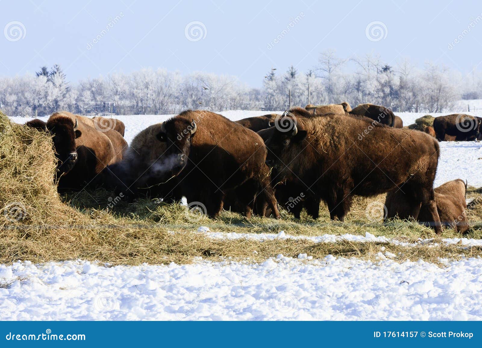 Buffalo in Winter stock image. Image of buffalo, grassland - 17614157
