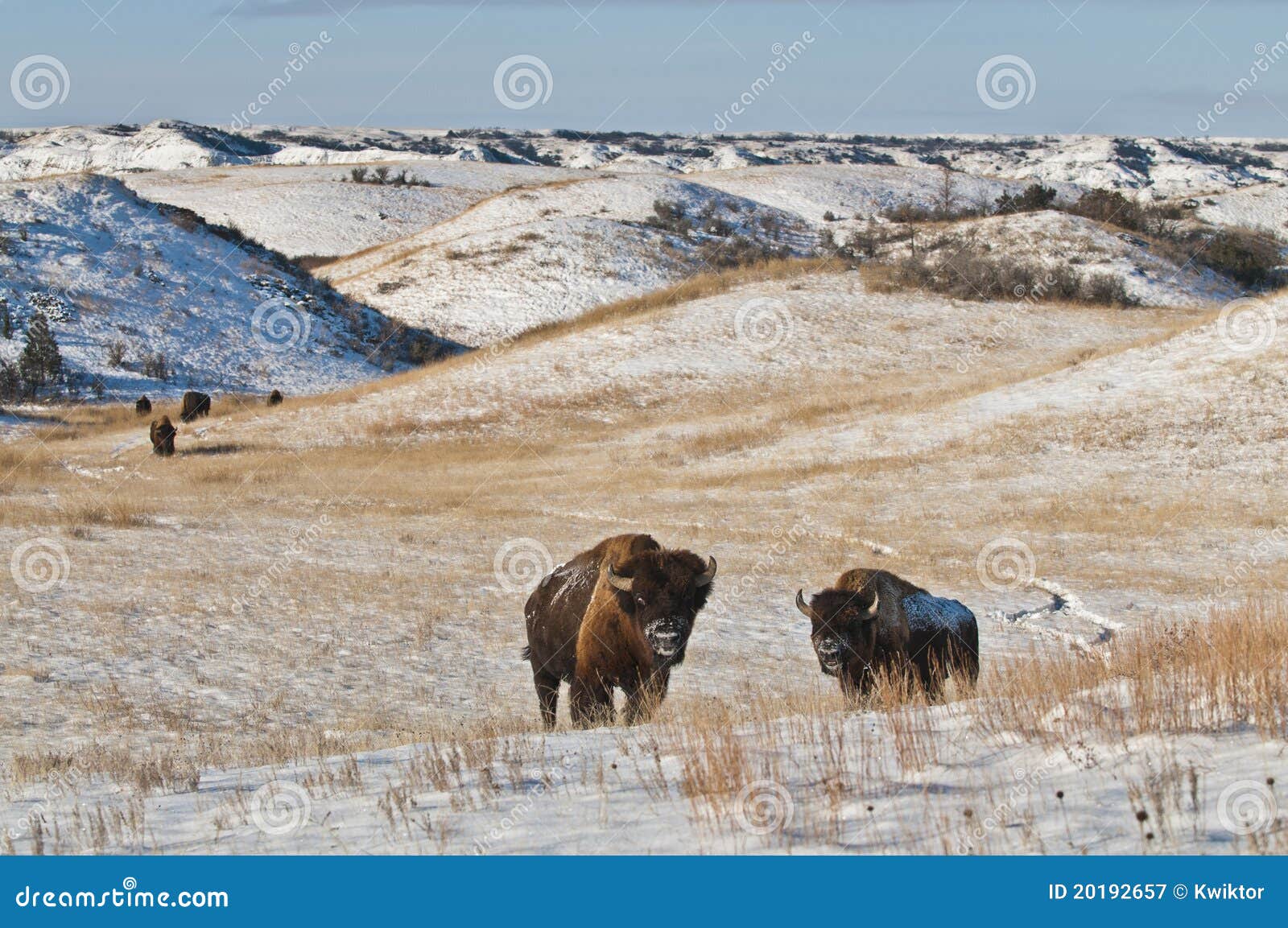 Buffalo in Winter stock image. Image of altai, ground - 20192657