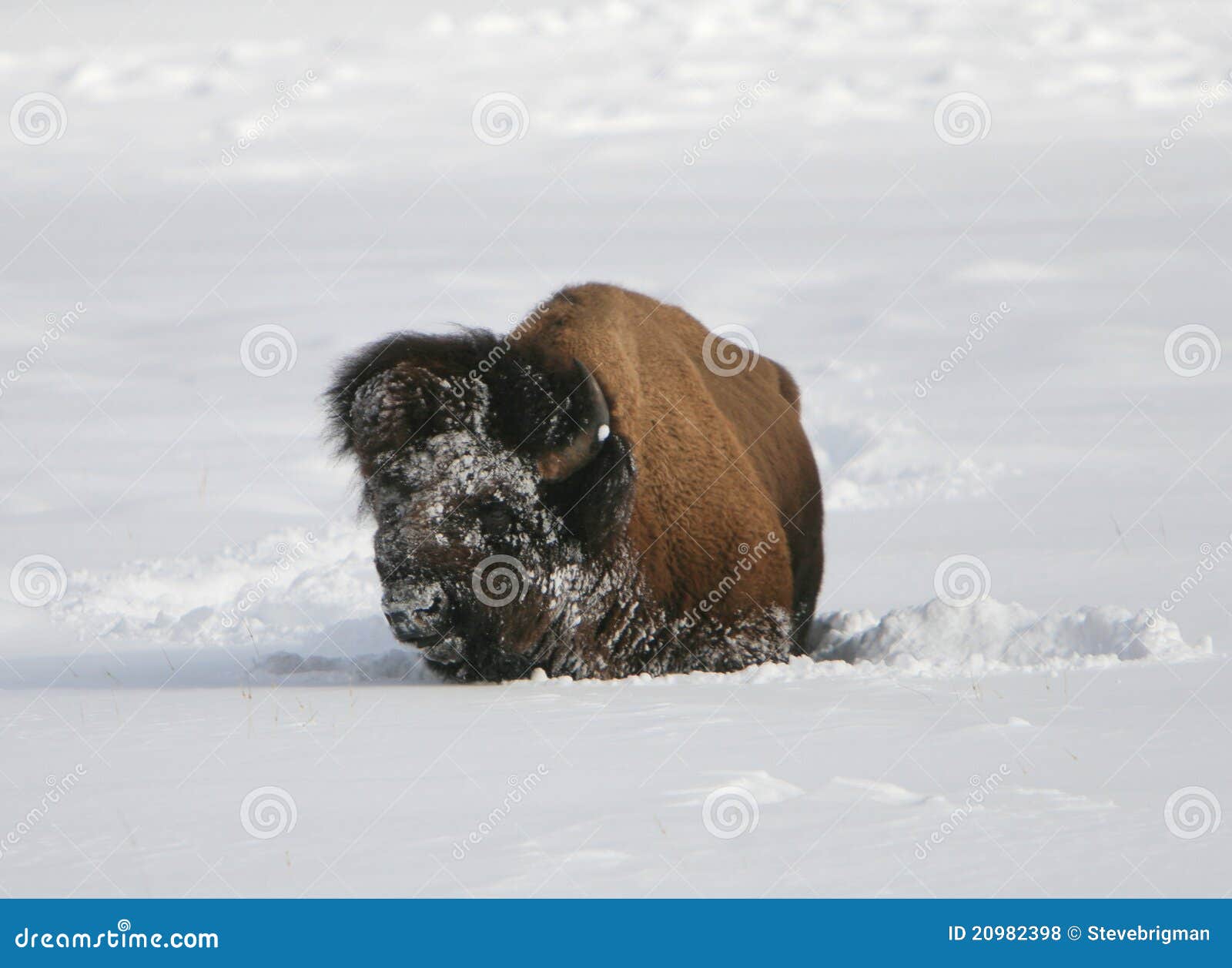 Buffalo in winter stock photo. Image of snow, yellowstone - 20982398