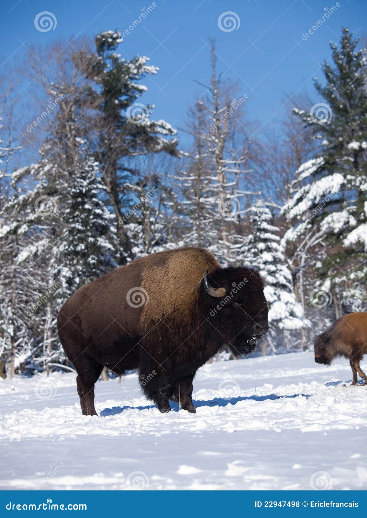 Buffalo in winter stock photo. Image of standing, brown - 22947498