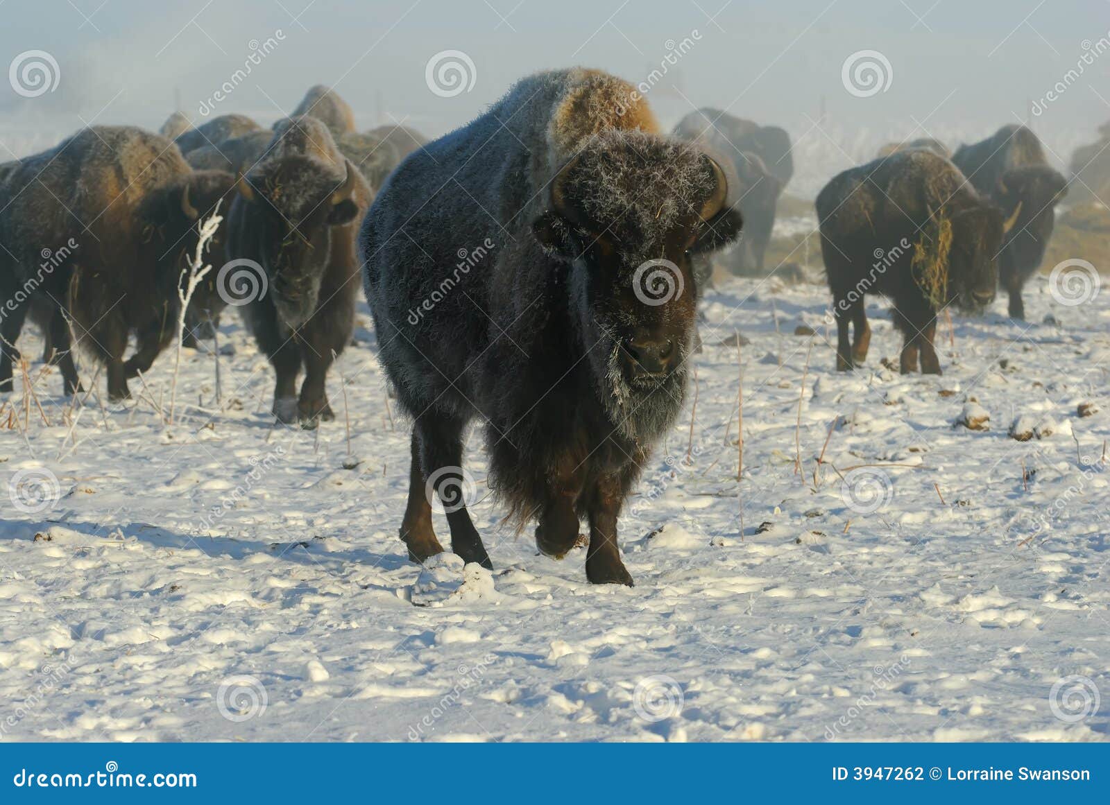 Buffalo in Winter Fog stock photo. Image of prairie, nature - 3947262