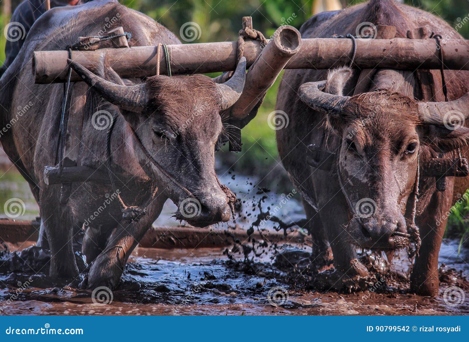 Buffalo stock photo. Image of nature, agriculture, work - 90799542