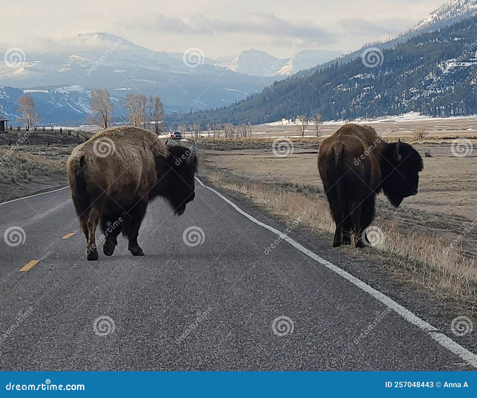 Buffalo Yellowstone Landscape Nature Explore Foryou Stock Image - Image ...