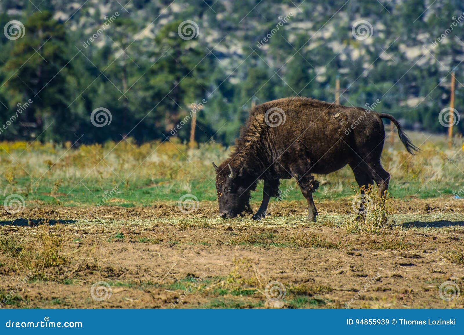Buffalo stock image. Image of young, bryce, buffalo, zion - 94855939