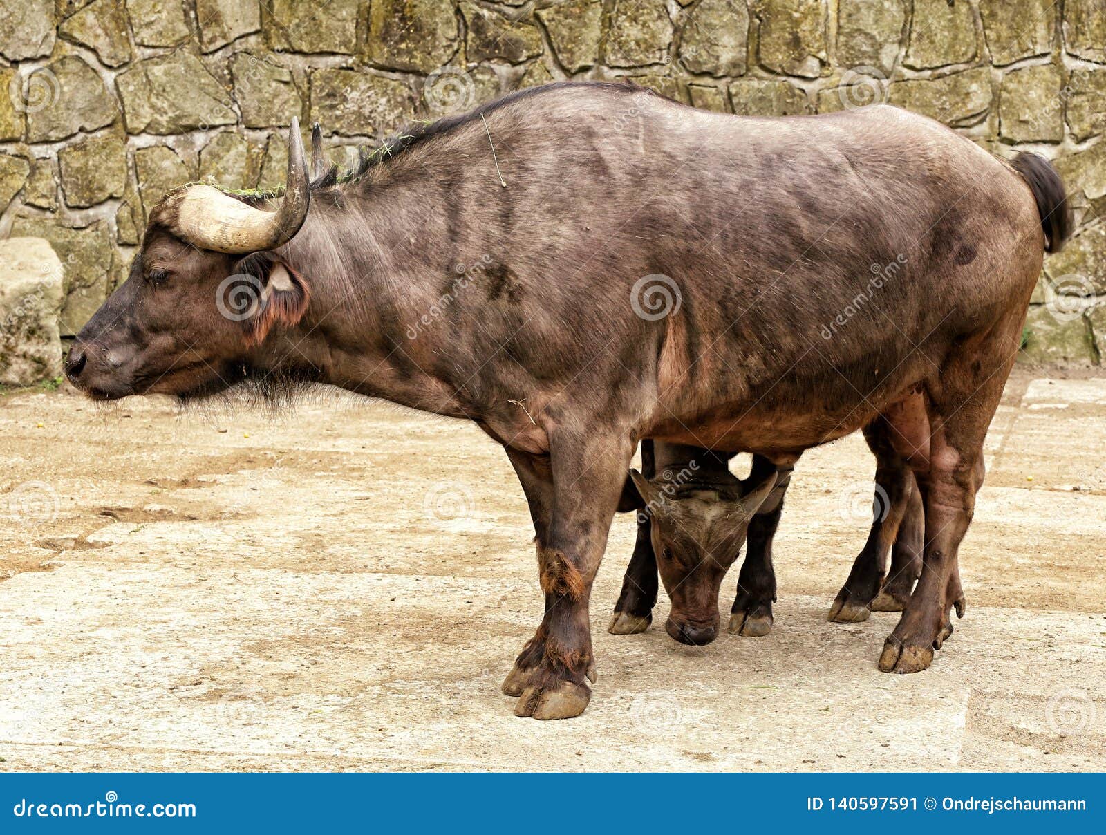 Buffalo with the Young One by the Stony Wall Stock Image - Image of ...
