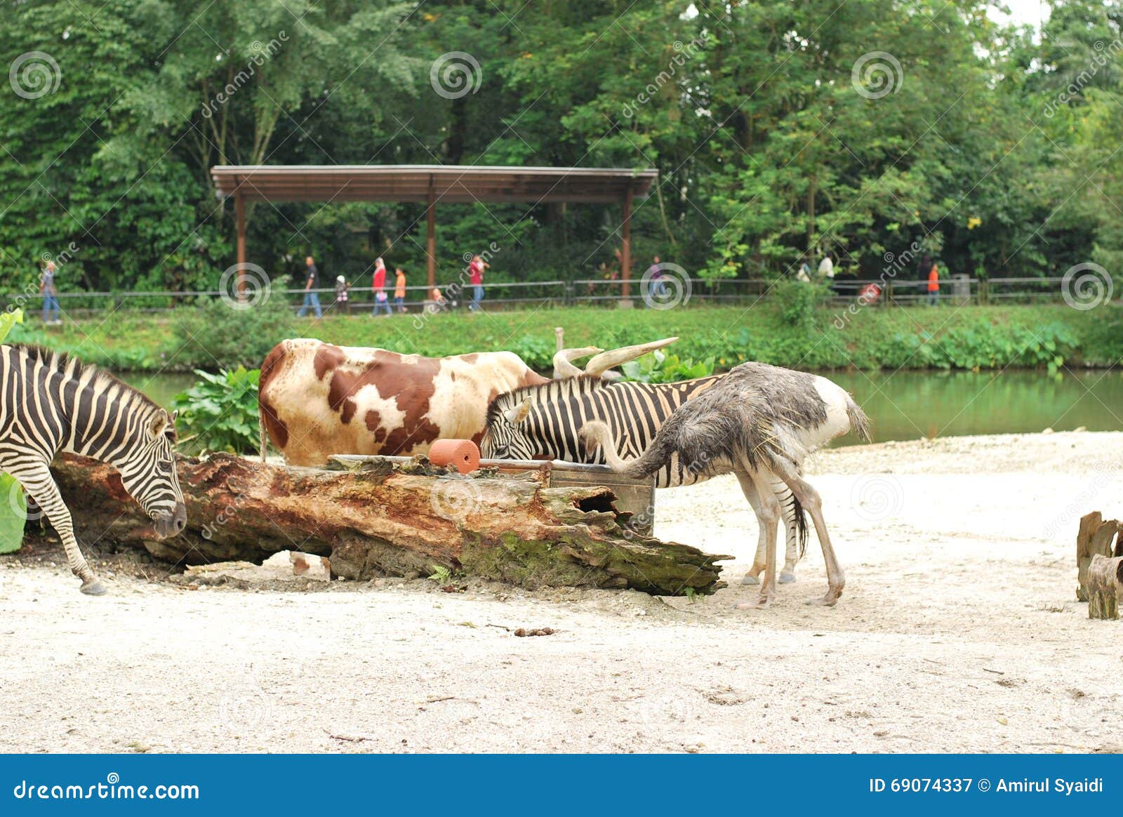 Buffalo, Zebras and Ostrich Stock Image - Image of buffalo, safari ...