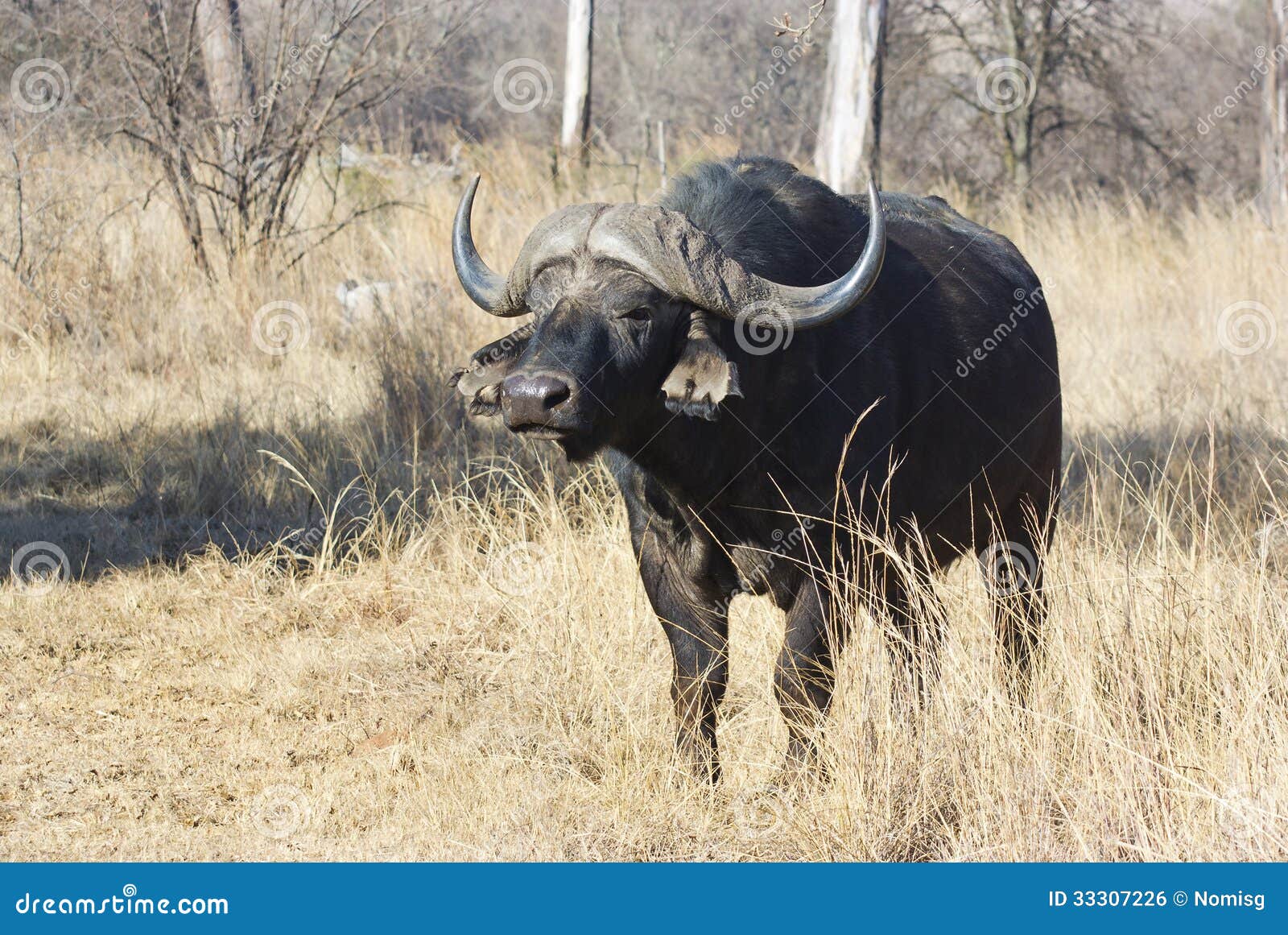 Buffaloe Bull Staring Ahead Stock Photo - Image of wildlife, african ...