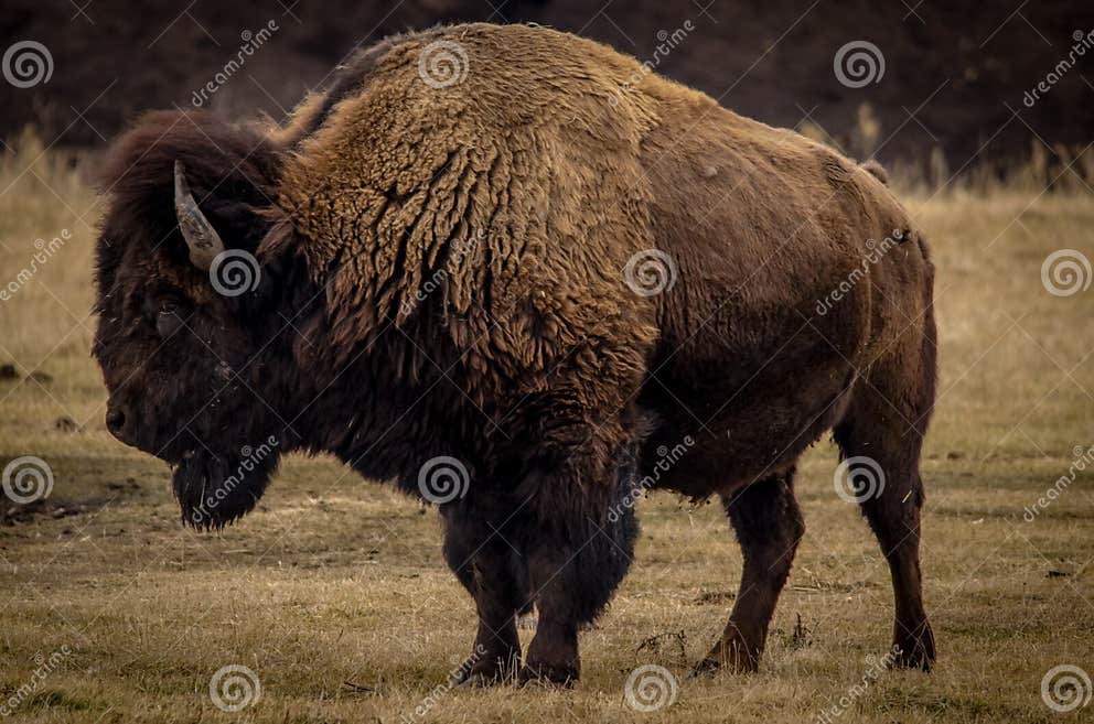 Buffaloed 库存图片. 图片 包括有 航寄, 托的, 冬天, 俾斯麦, 加拿大, 垫铁, 长期, 茴香 - 46117481