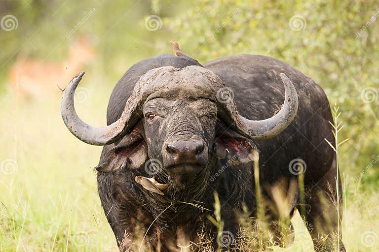 Buffaloed 库存照片. 图片 包括有 巨大, 本质, 可能, 克鲁格, 徒步旅行队, 垫铁, 破擦声 - 55473206