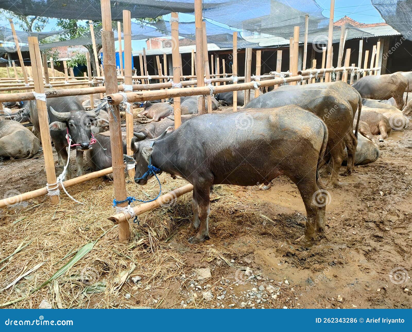 Buffaloes on a Farm in Southeast Asia Stock Photo - Image of farm ...