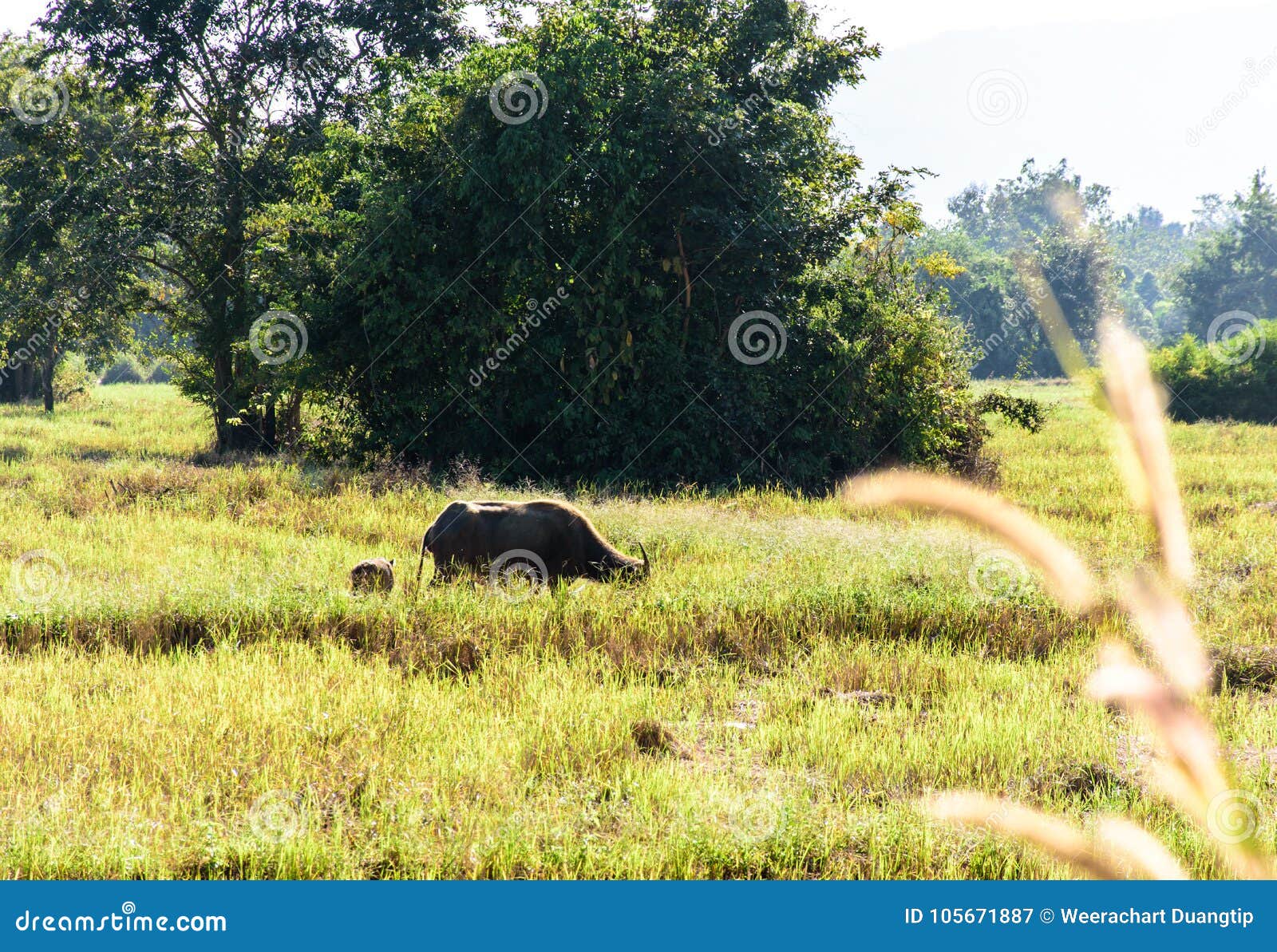 Buffaloes in a field stock image. Image of horn, land - 105671887