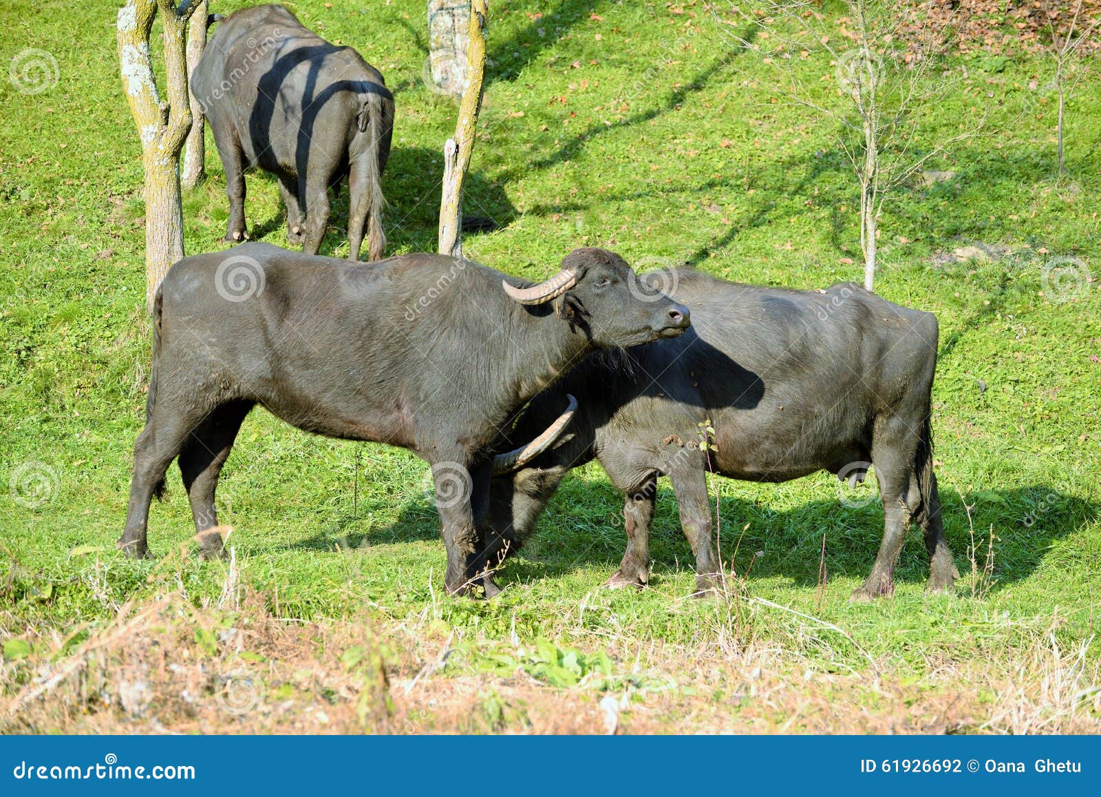Buffaloes stock photo. Image of cape, bovine, cultivate - 61926692
