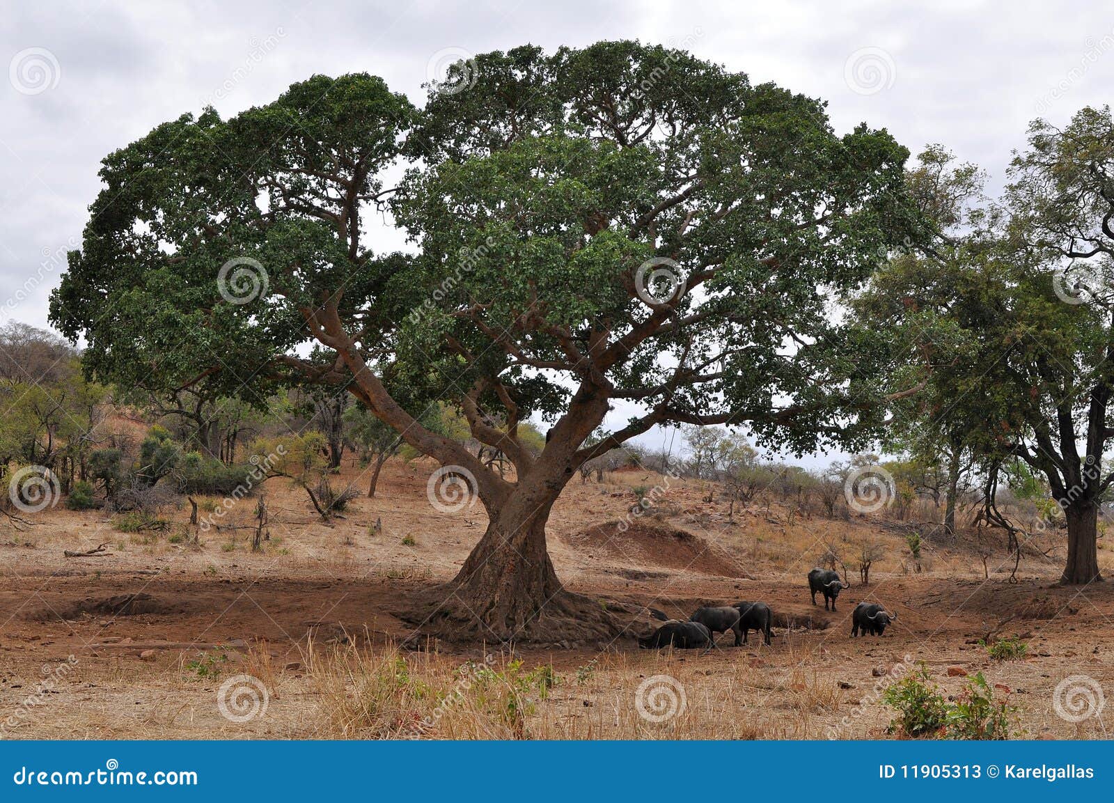 Buffaloes Resting Under Big Tree,Kruger NP Stock Image - Image of horn ...