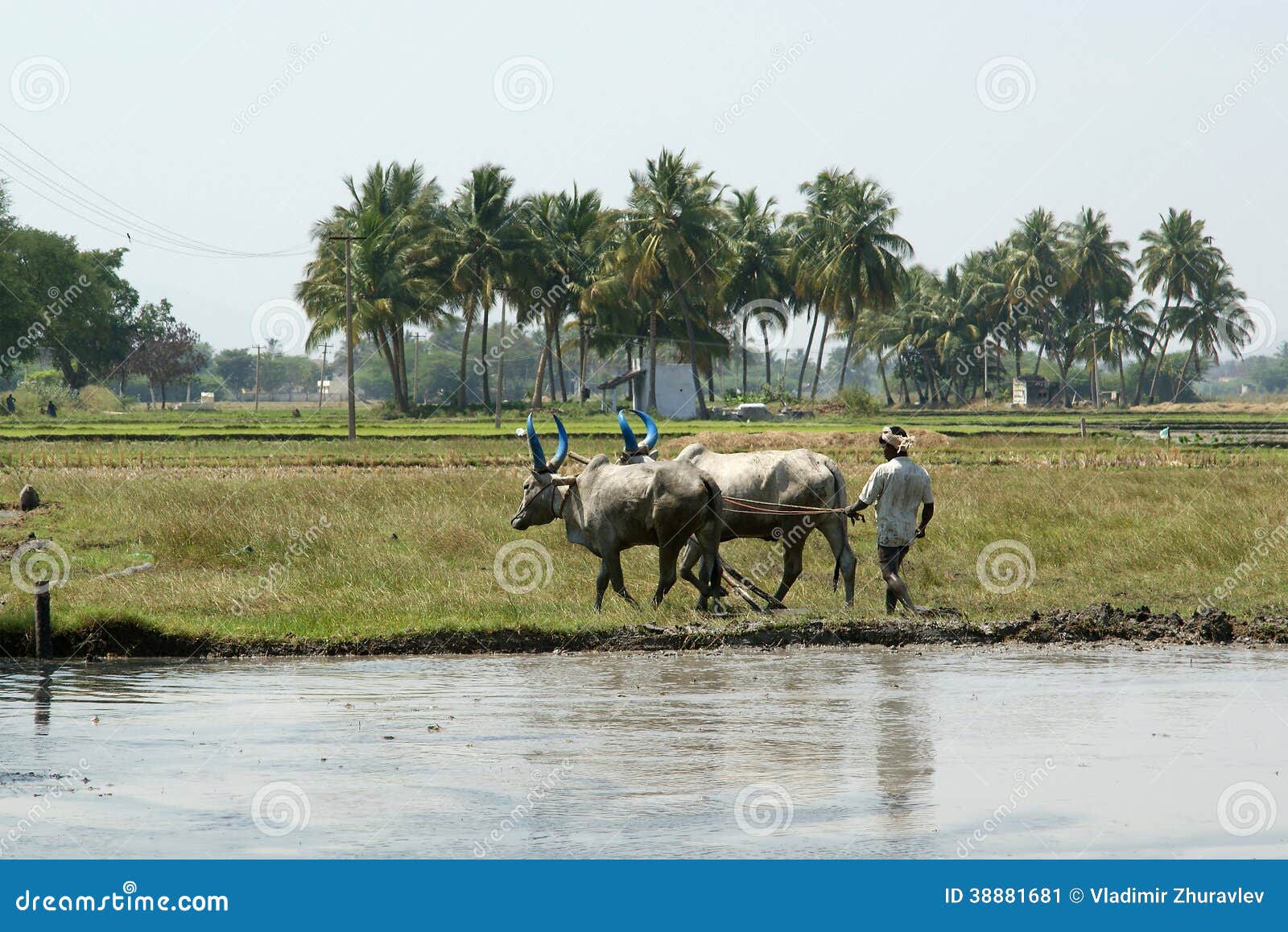 Buffaloes in the Rice Fields, Kerala, South India Editorial Photo ...