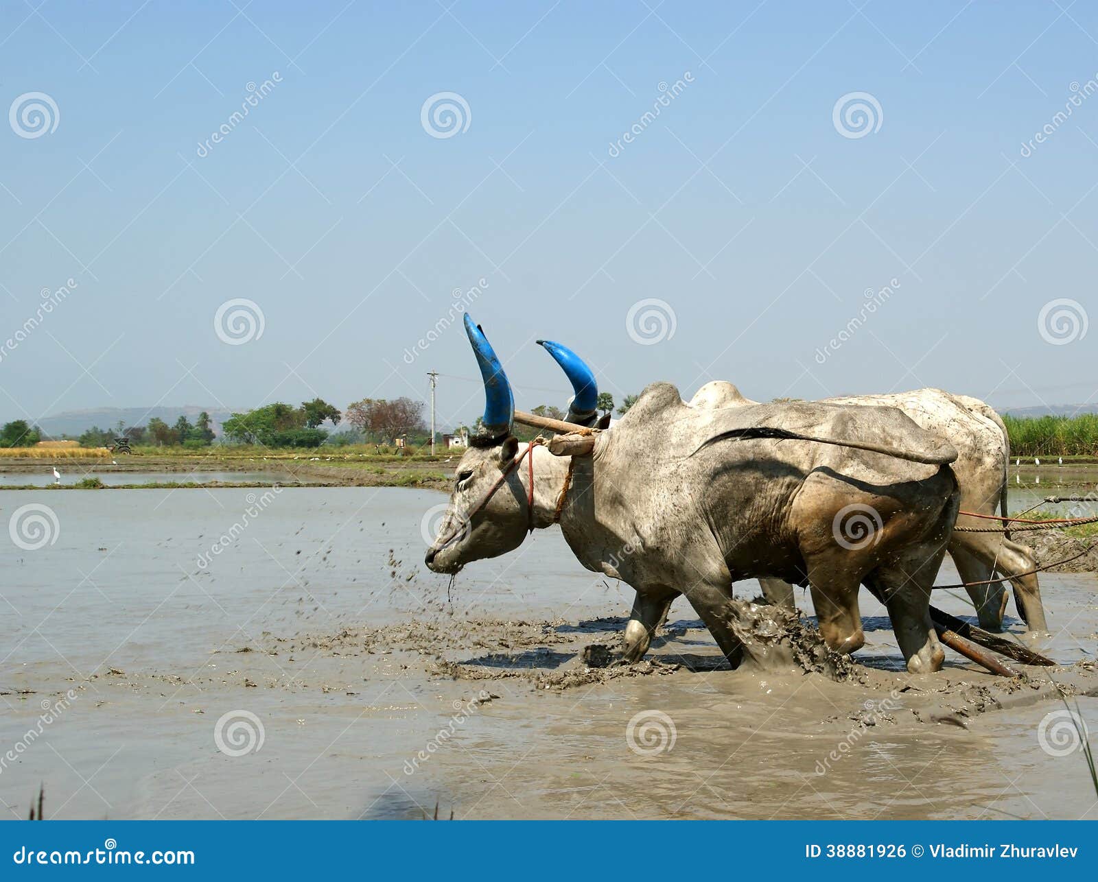 Buffaloes in the Rice Fields, Kerala, South India Stock Photo - Image ...