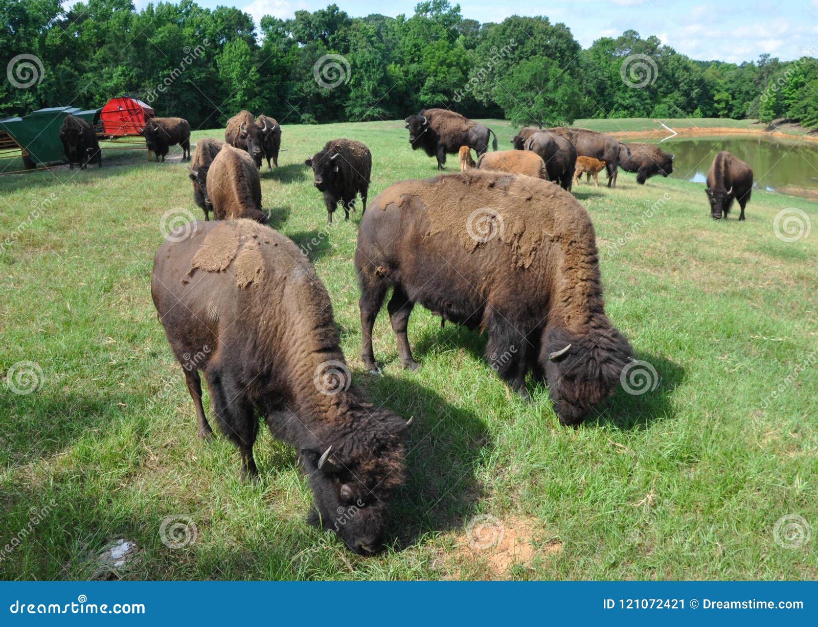 Buffaloes Roaming in a Field Stock Image - Image of wild, wildlife ...