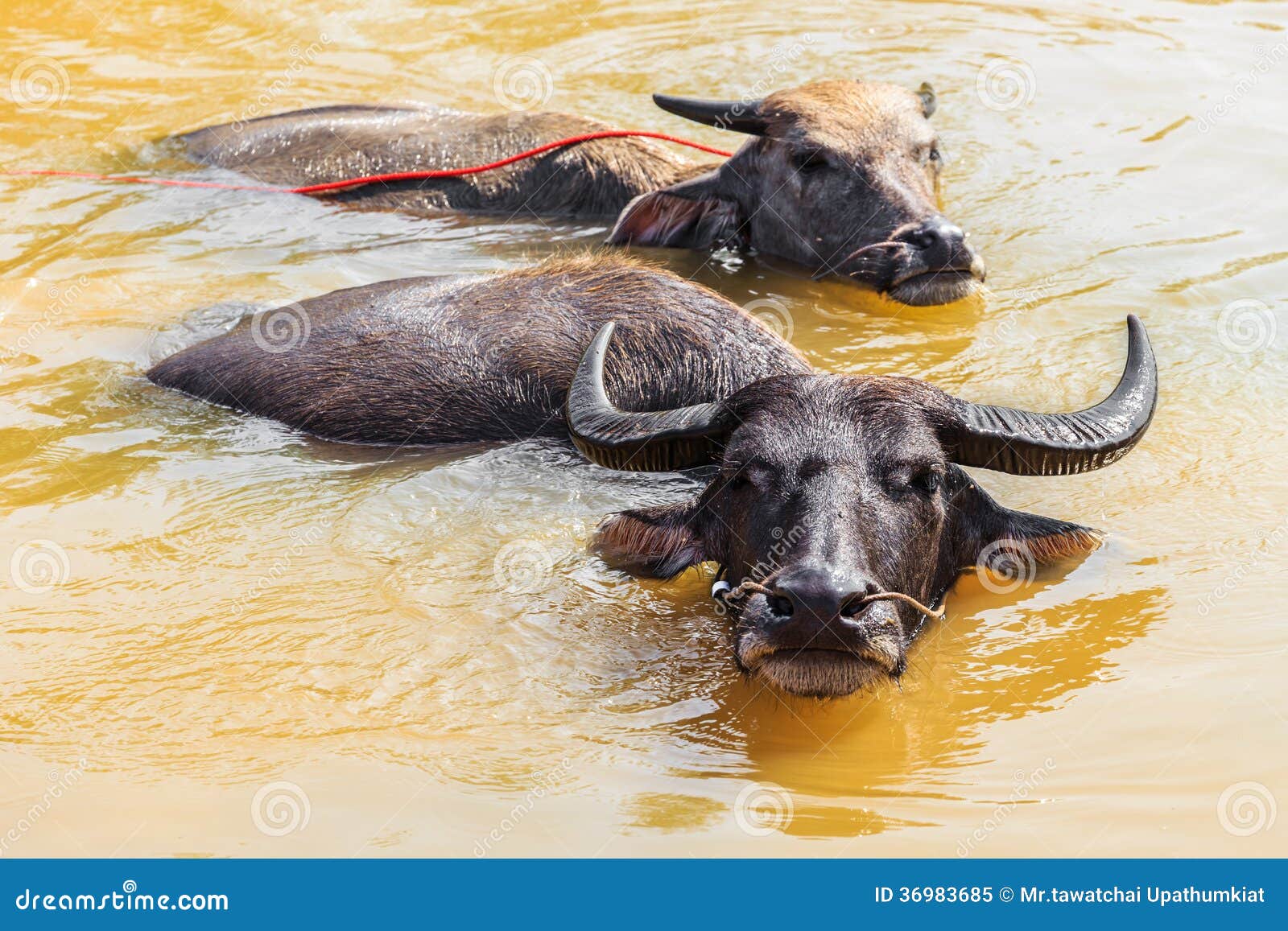 Buffaloes are Swimming in Swamp Stock Image - Image of water ...