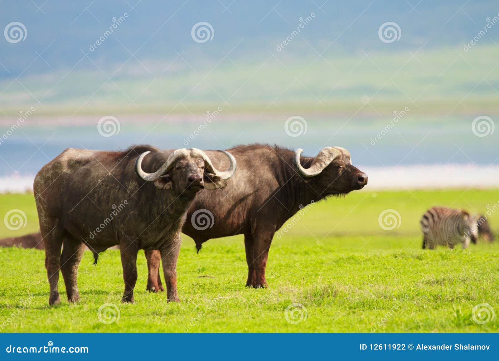 Buffalos stock photo. Image of herbivore, nature, game - 12611922