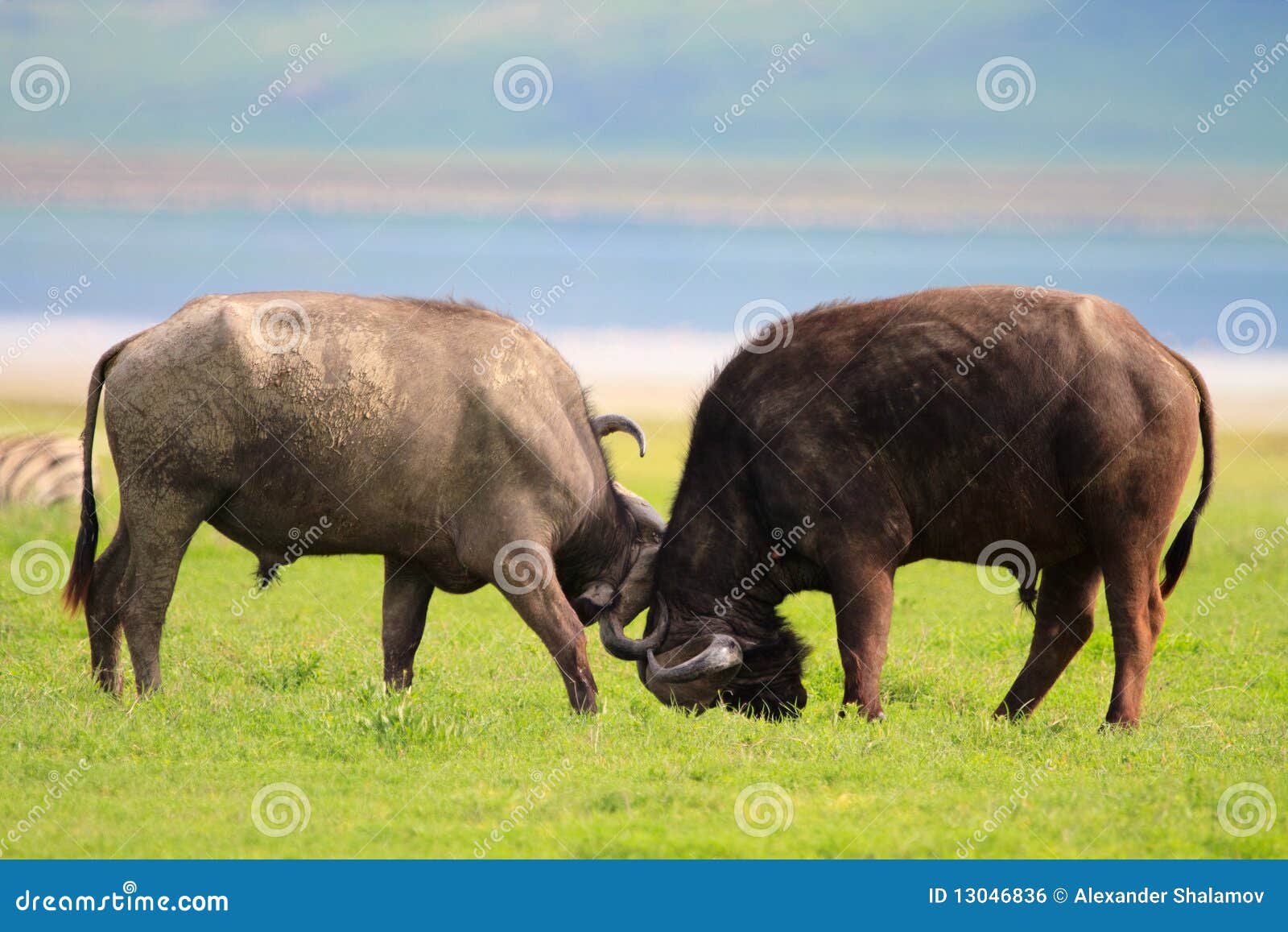 Buffalos stock photo. Image of buffalo, endangered, animal - 13046836