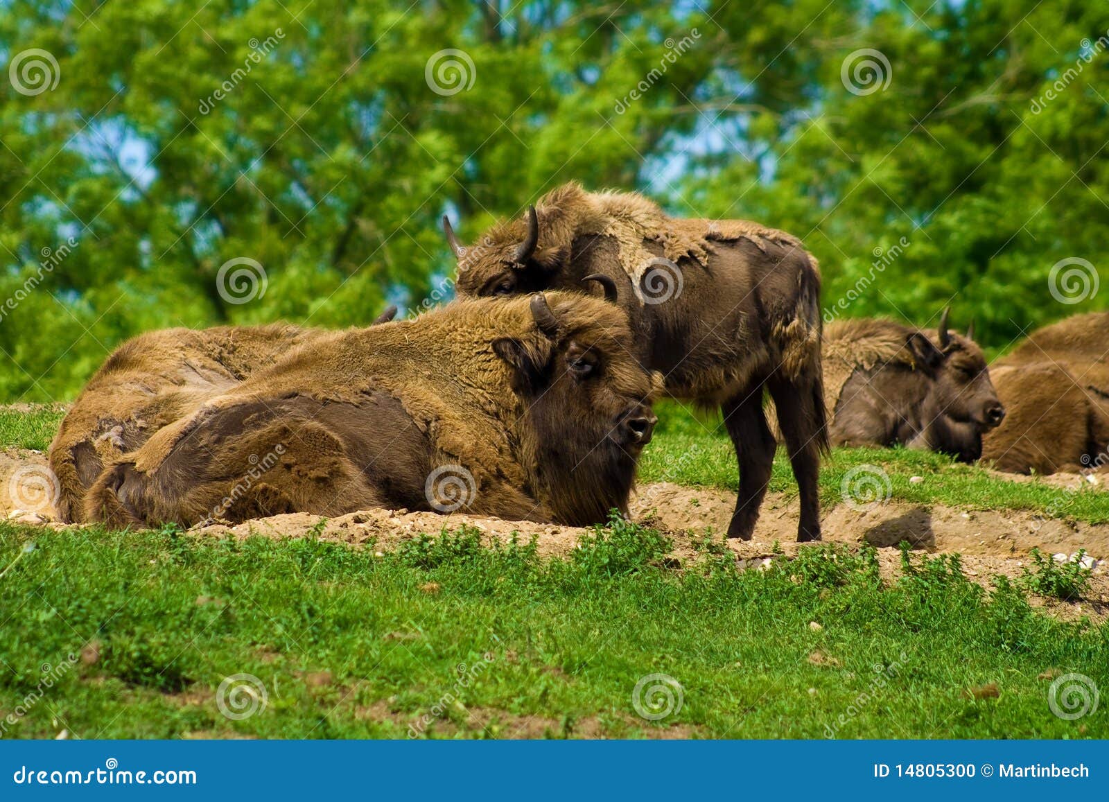 Buffalos stock photo. Image of livestock, front, country - 14805300