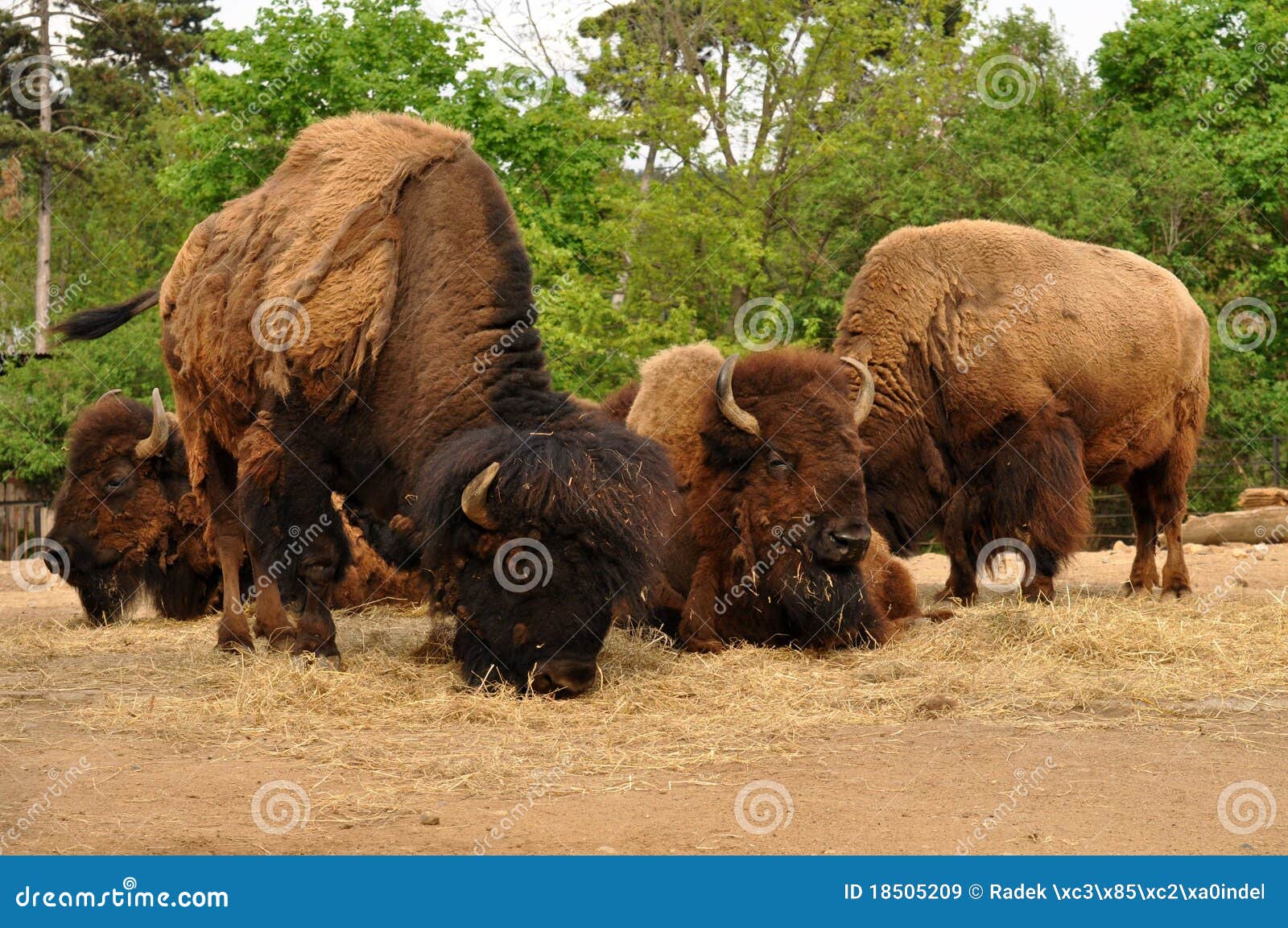Buffalos stock image. Image of animal, central, drove - 18505209