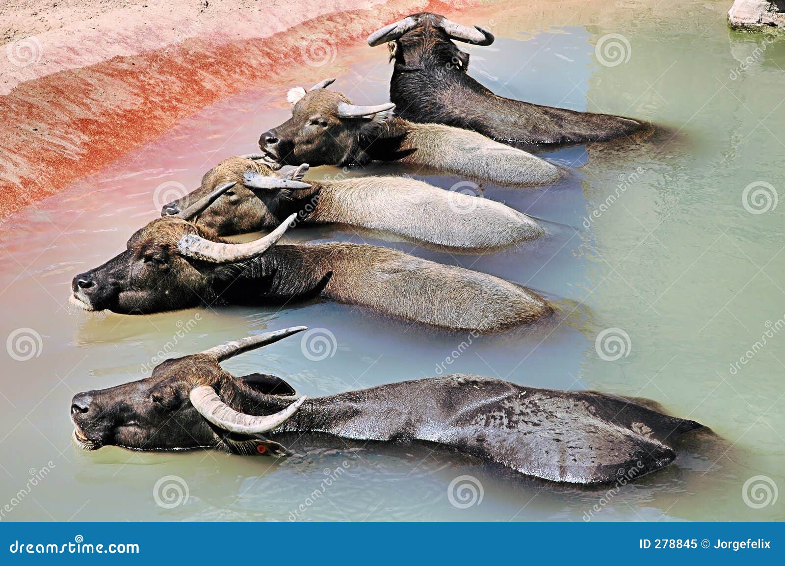 Buffalos stock image. Image of wild, pool, buffalo, group - 278845