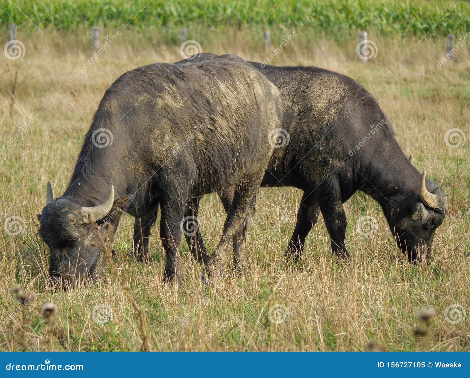 Buffalos on a German Meadow Stock Image - Image of nature, meadow ...