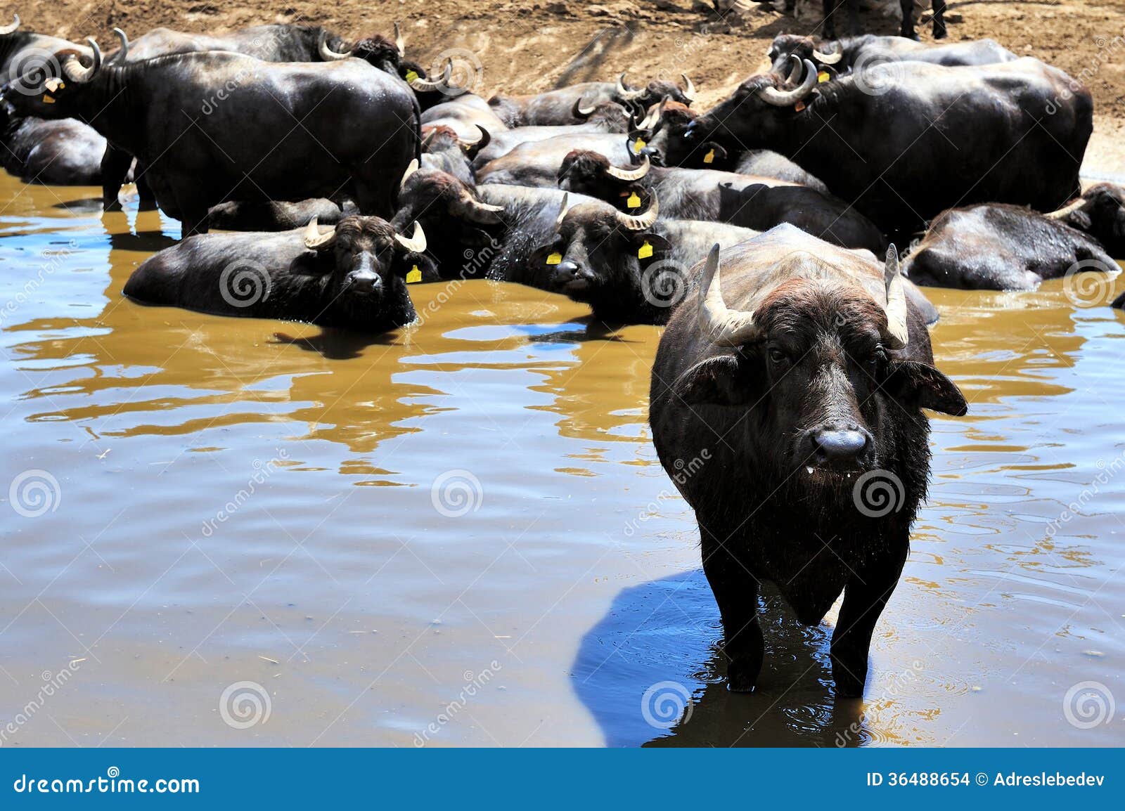 Buffalos stock photo. Image of animal, ranch, rural, herd - 36488654