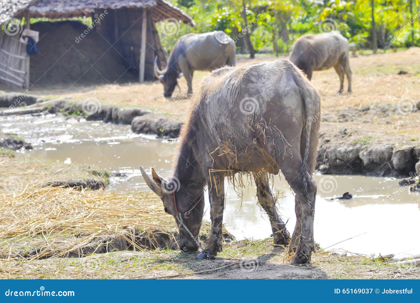 Buffalos on the farm stock image. Image of home, african - 65169037