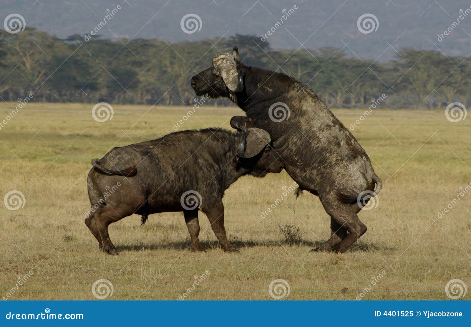 Buffalos fighting stock image. Image of wildlife, power - 4401525