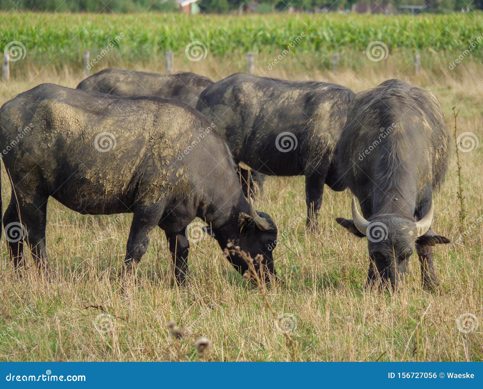 Buffalos on a German Meadow Stock Photo - Image of nature, horn: 156727056