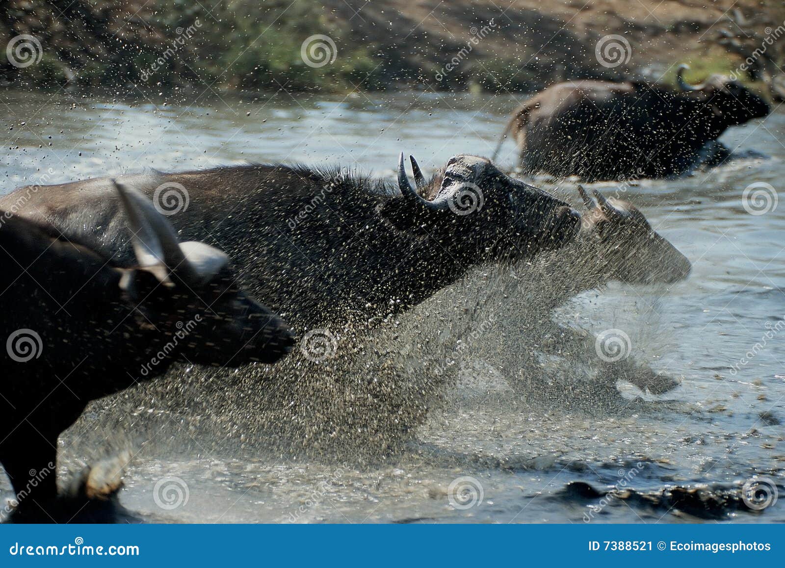 Buffalos racing stock image. Image of wildlife, mammal - 7388521