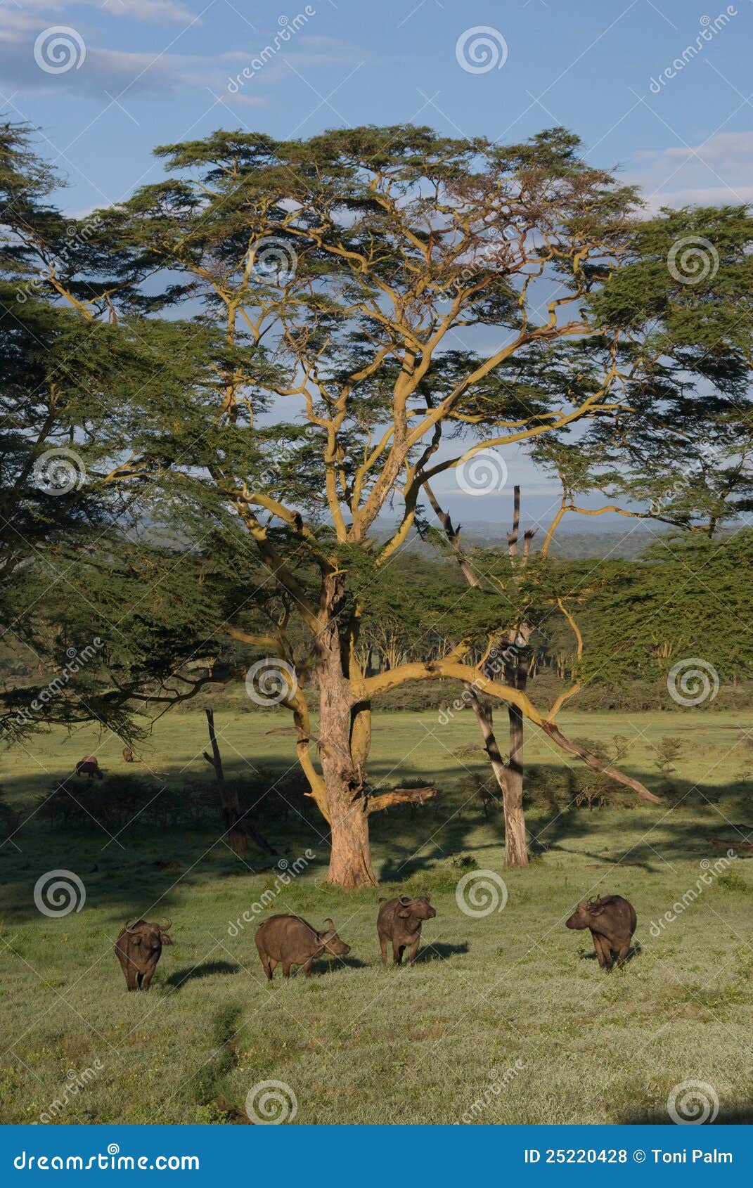 Buffalos under a tree stock photo. Image of africa, buffalo - 25220428