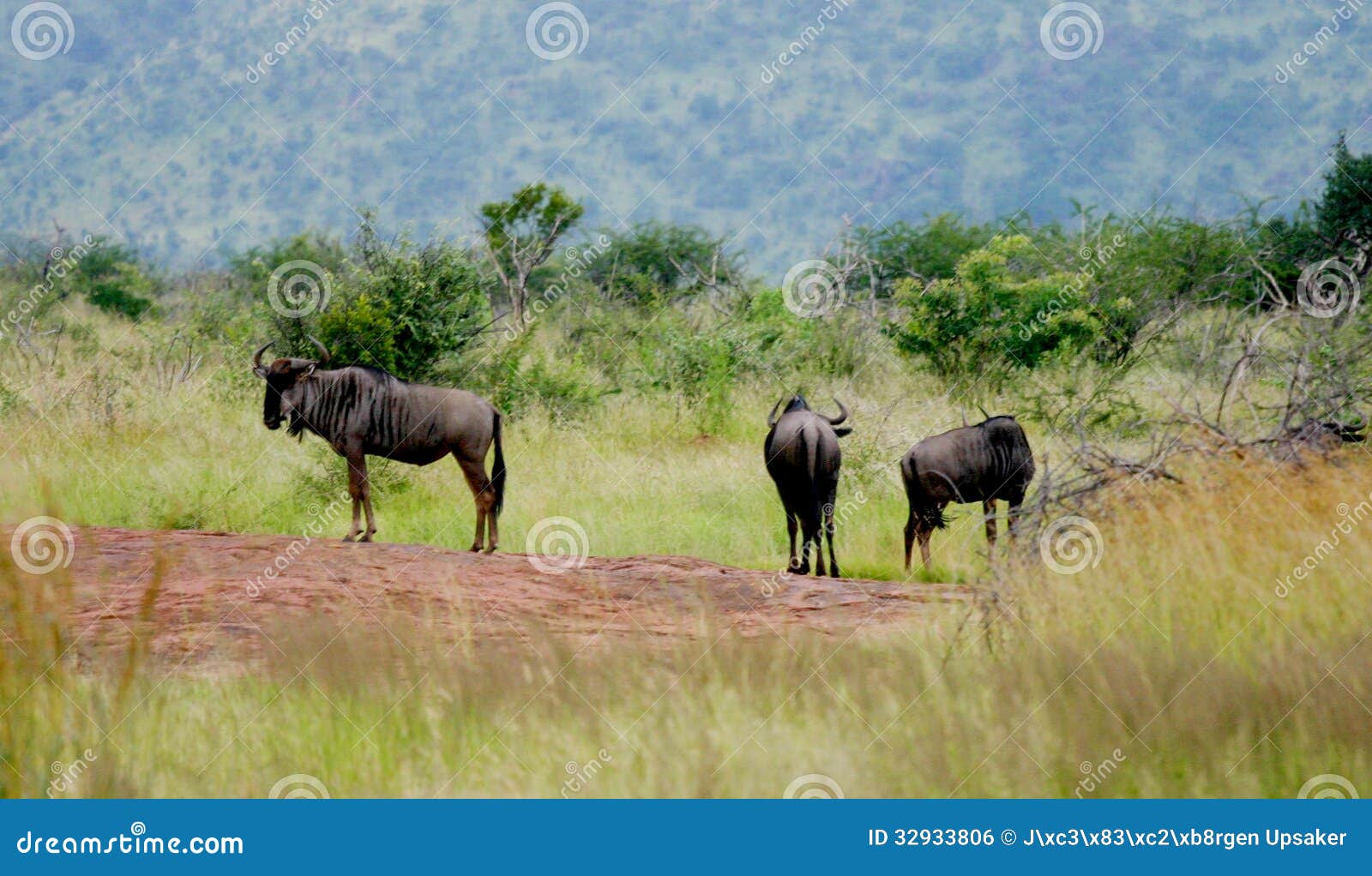 Buffalos in the wild stock photo. Image of animal, nature - 32933806